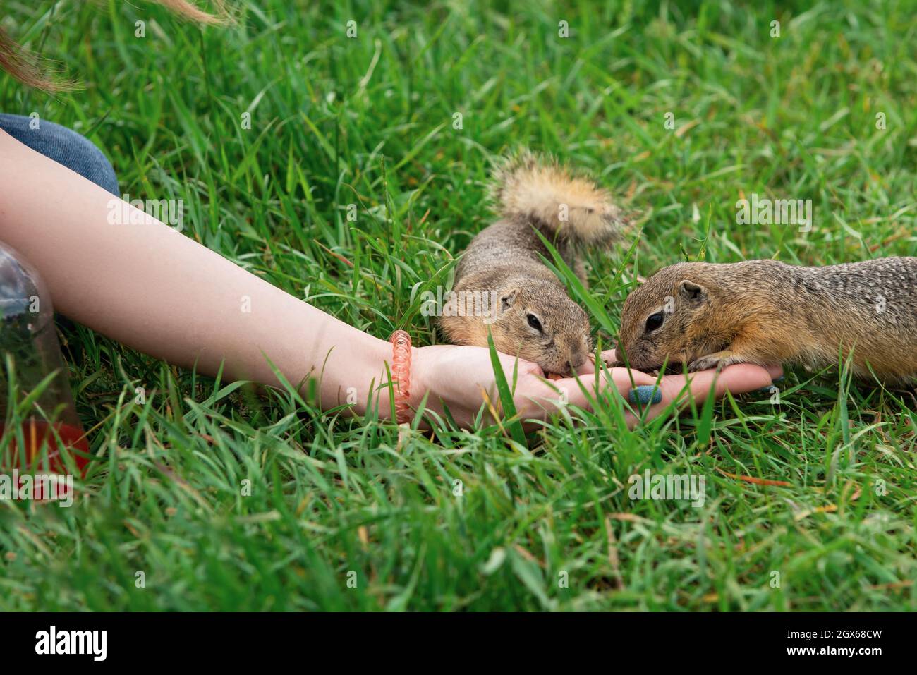Woman hand feeding gopher in the summer park Stock Photo - Alamy