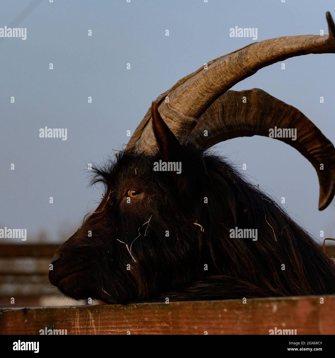 Welsh goat with large and sharp horns, a zoo with unusual animals ...