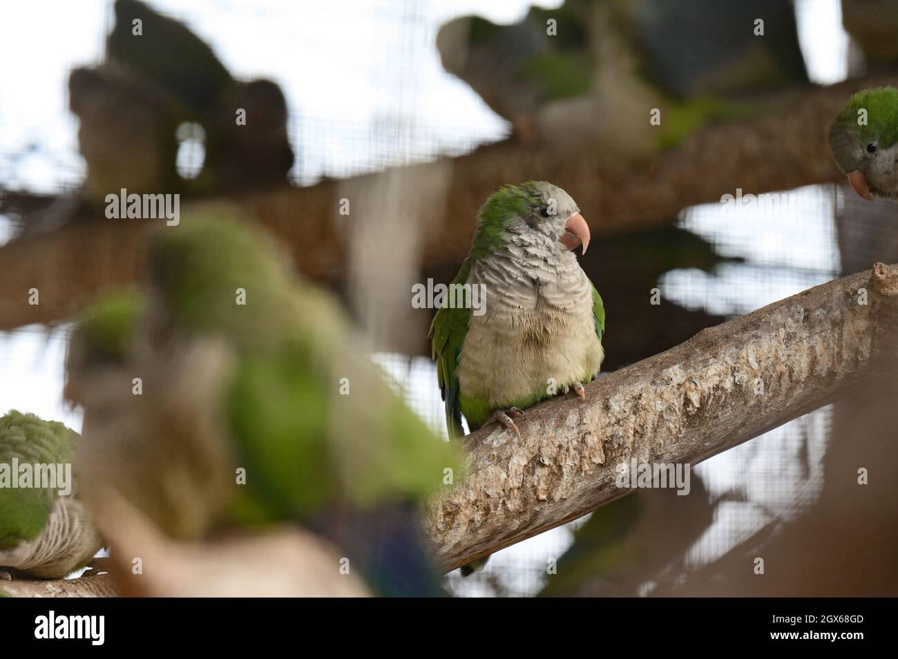 monk parrot in zoo cages, colorful and funny birds, heat-loving birds ...