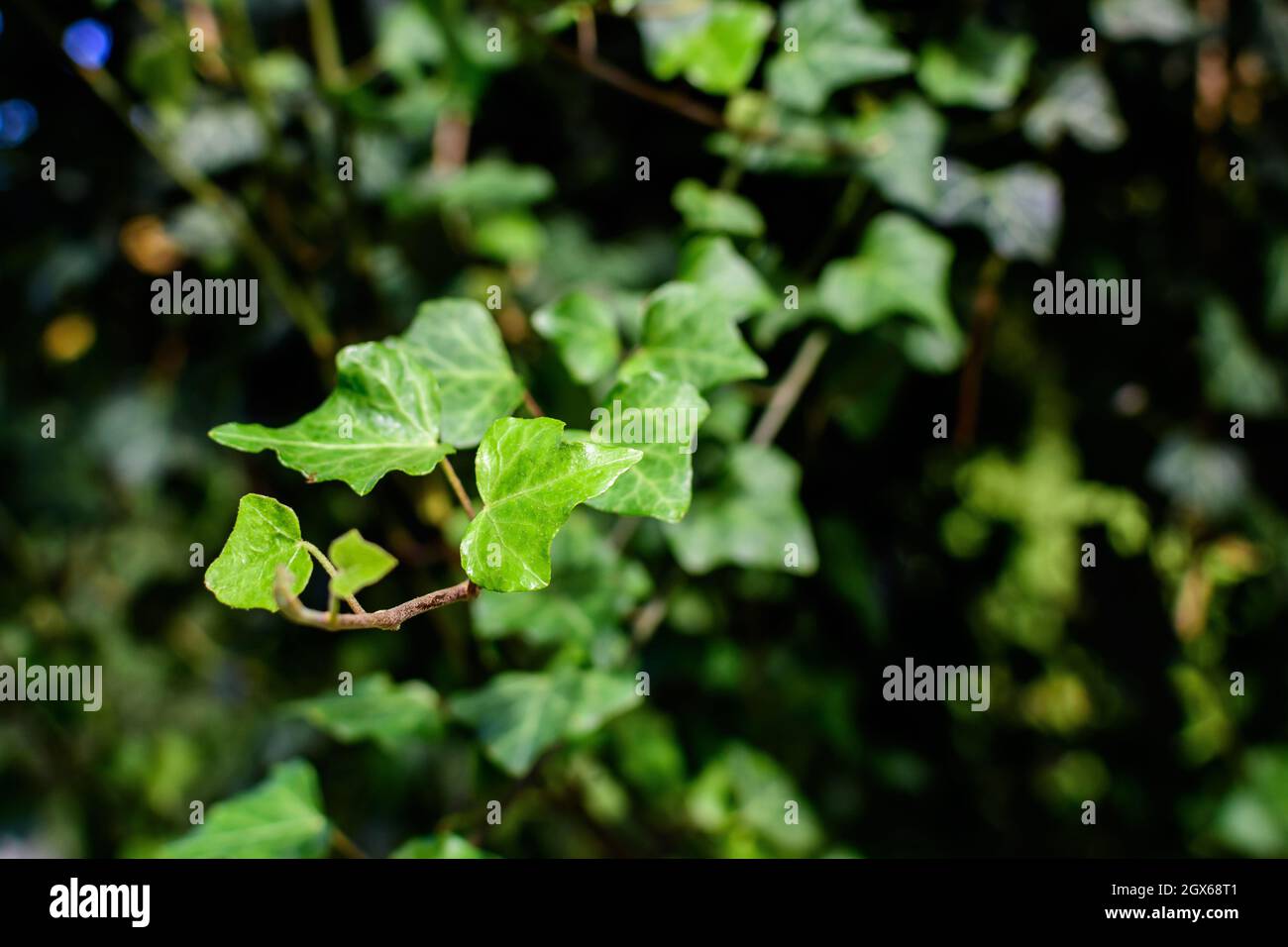 Hedera Helix Outdoor