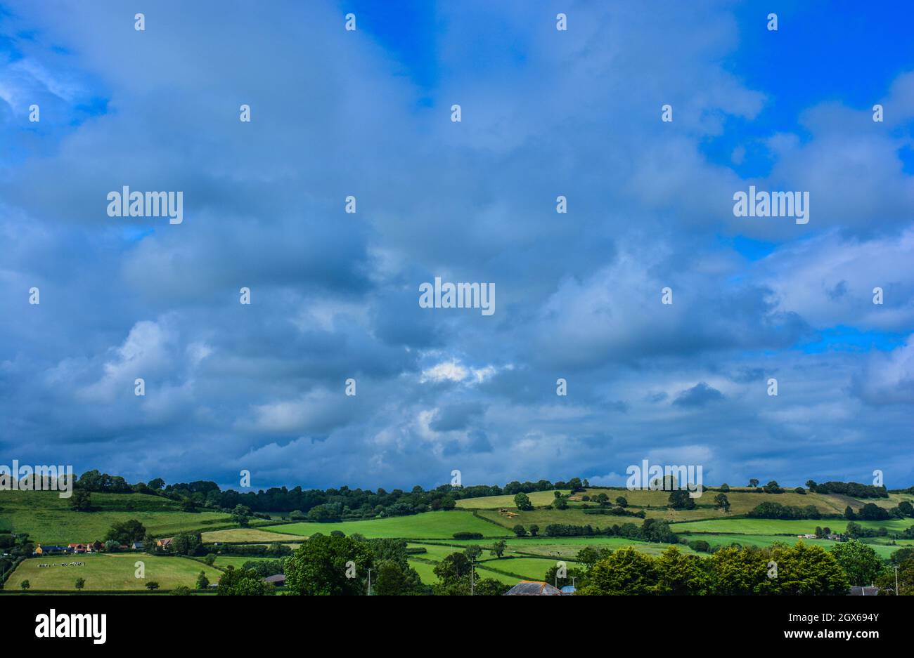 Agricultural landscape, green rolling hills in summer, East Chinnock ...