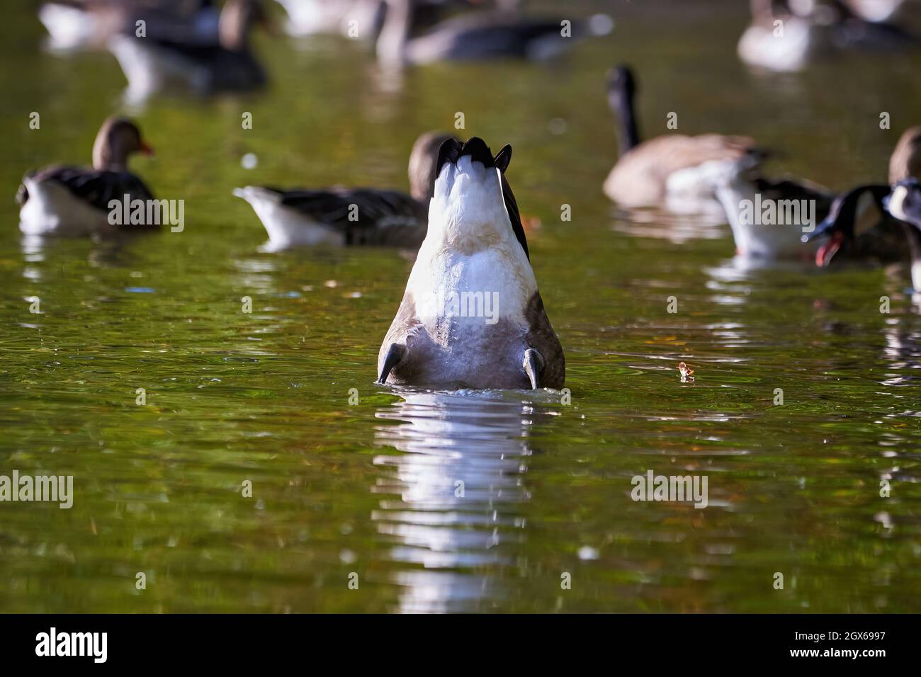 Greylag Goose diving in the water for food (Anser anser Stock Photo - Alamy