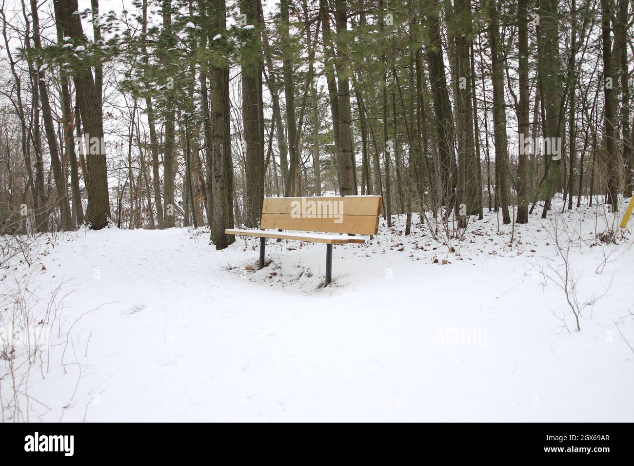Wooden bench in a snowy forest in Ontario, Canada Stock Photo - Alamy