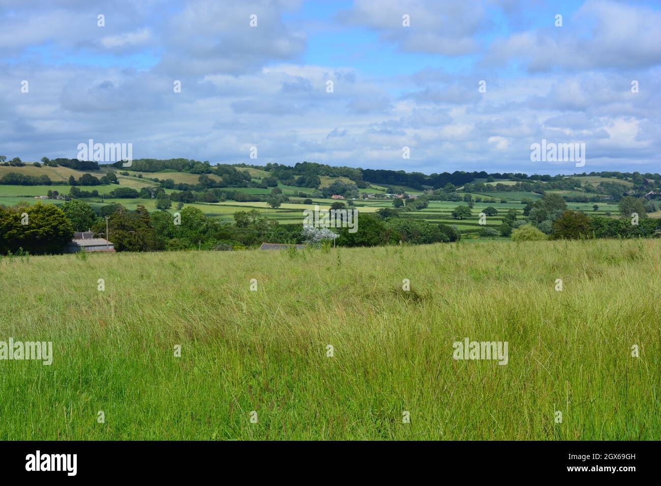 Agricultural landscape, green rolling hills in summer, East Chinnock ...
