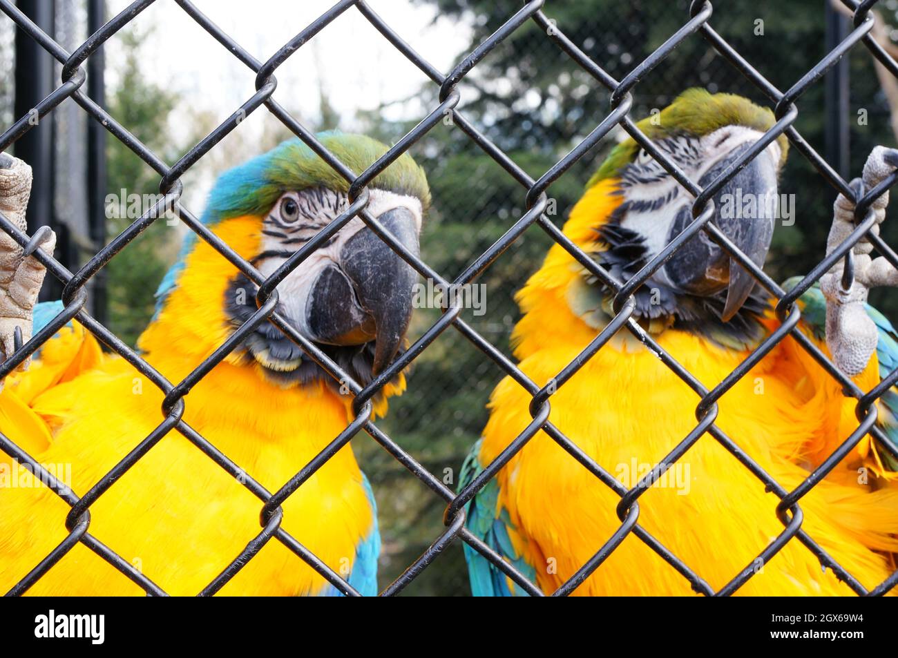 Neotropical parrots hi-res stock photography and images - Alamy