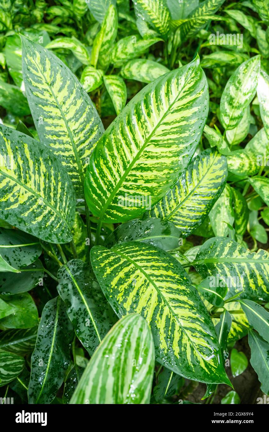 Green Dumb canes in the garden Stock Photo - Alamy