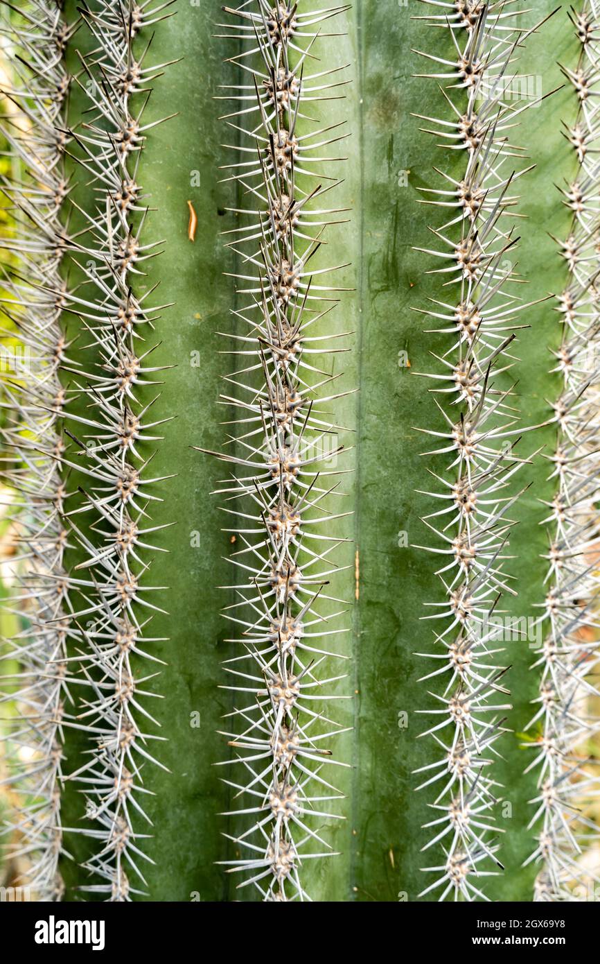 Green sharp cactus texture backgrou Stock Photo - Alamy