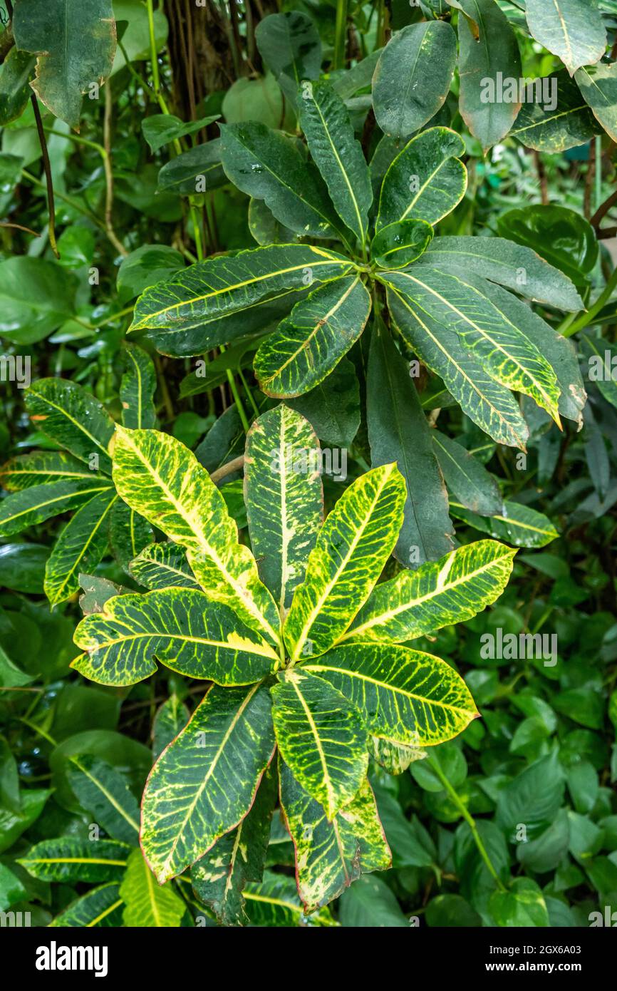 Green Codiaeum in the garden Stock Photo - Alamy
