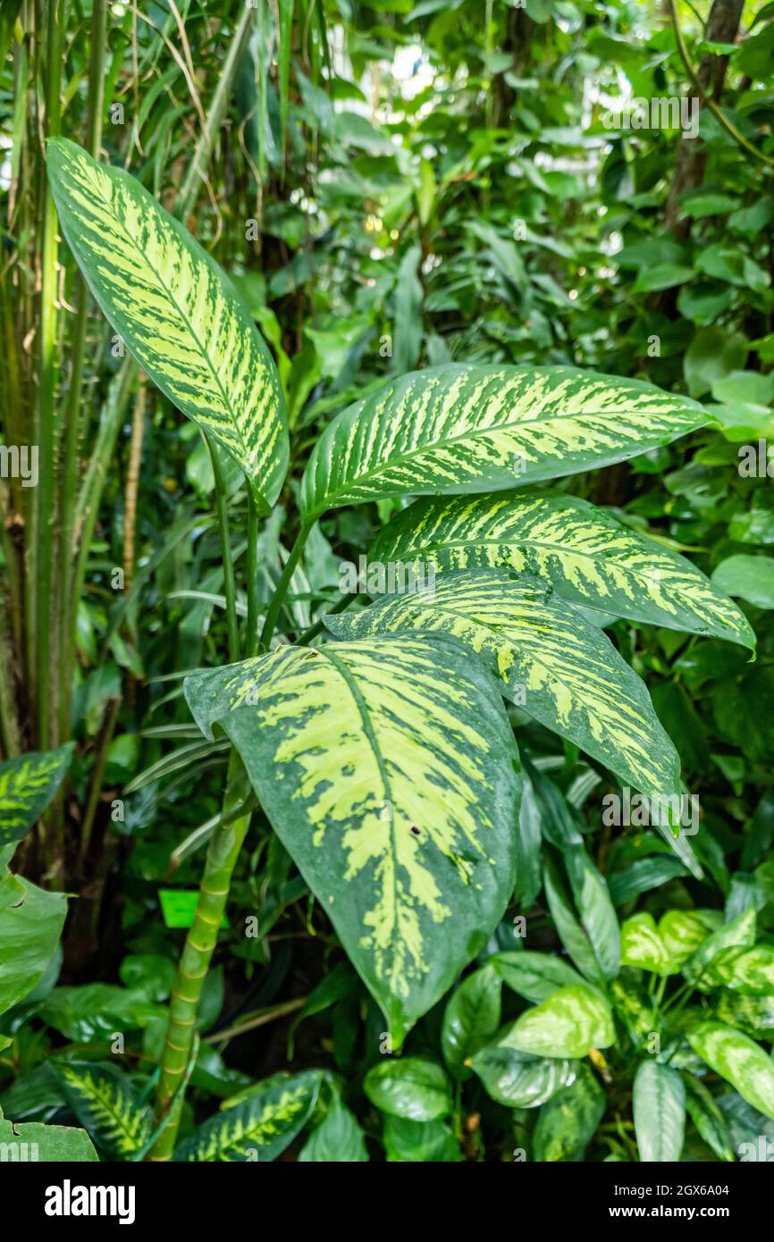 Green Dumb canes in the garden Stock Photo - Alamy