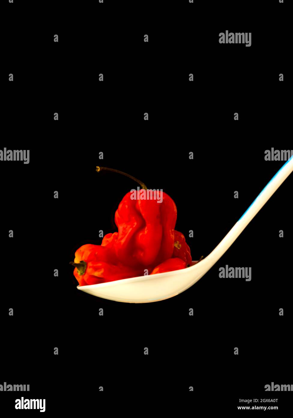 High resolution food ingredient still-life of Scotch Bonnet Peppers, on ...