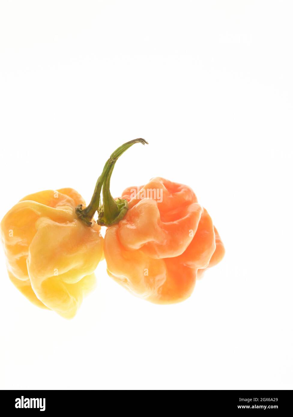 High resolution food ingredient still-life of Scotch Bonnet Peppers, on ...