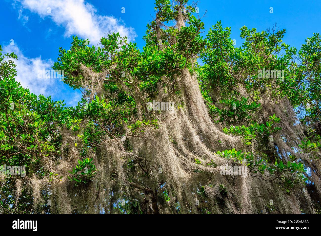 Tropical tree with hanging vine Stock Photo - Alamy