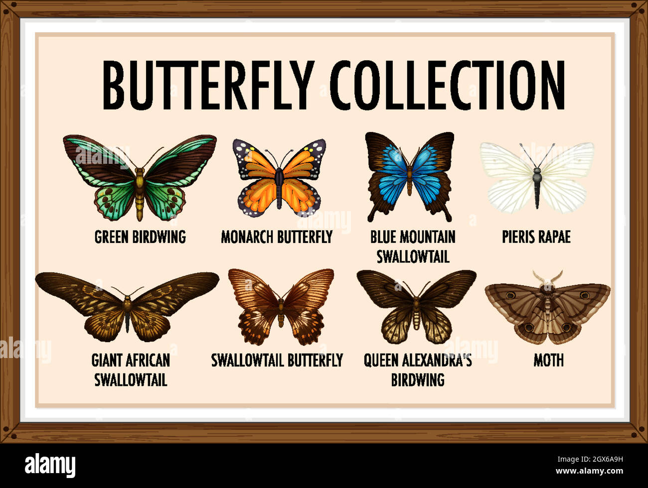 Butterfly collection illustration hi-res stock photography and images ...