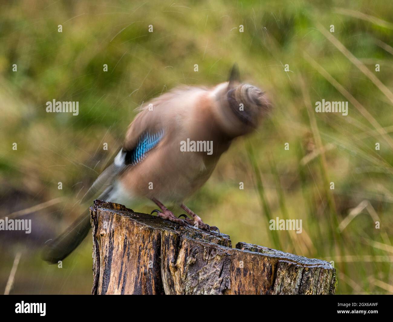 A jay shaking water from its feathers on a cold wet autumn day in mid ...
