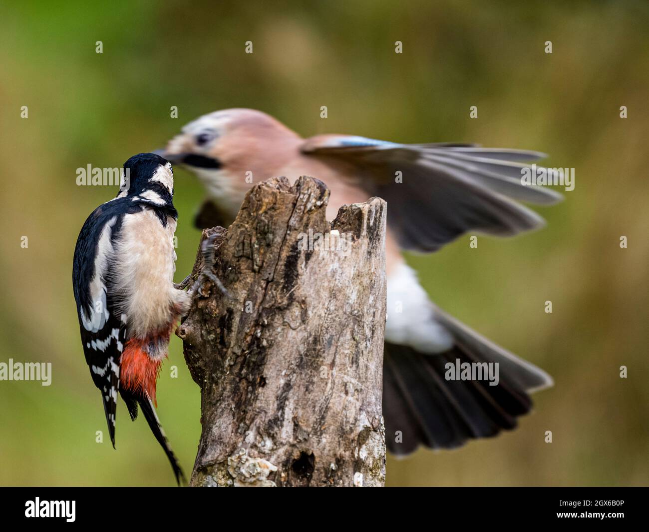 Startled birds hi-res stock photography and images - Alamy