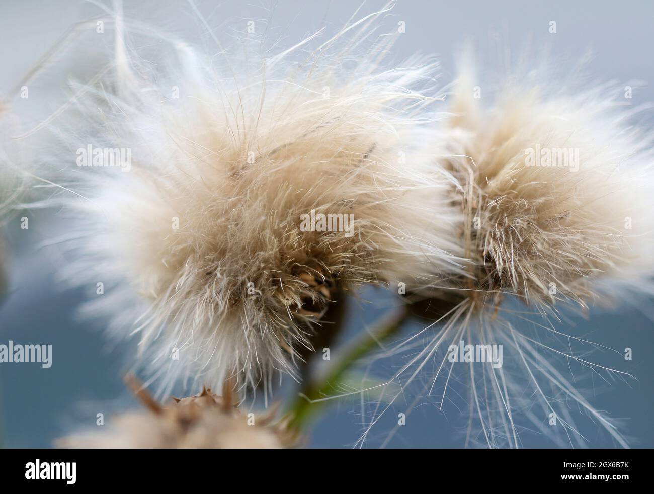 Soft seed heads hi-res stock photography and images - Alamy