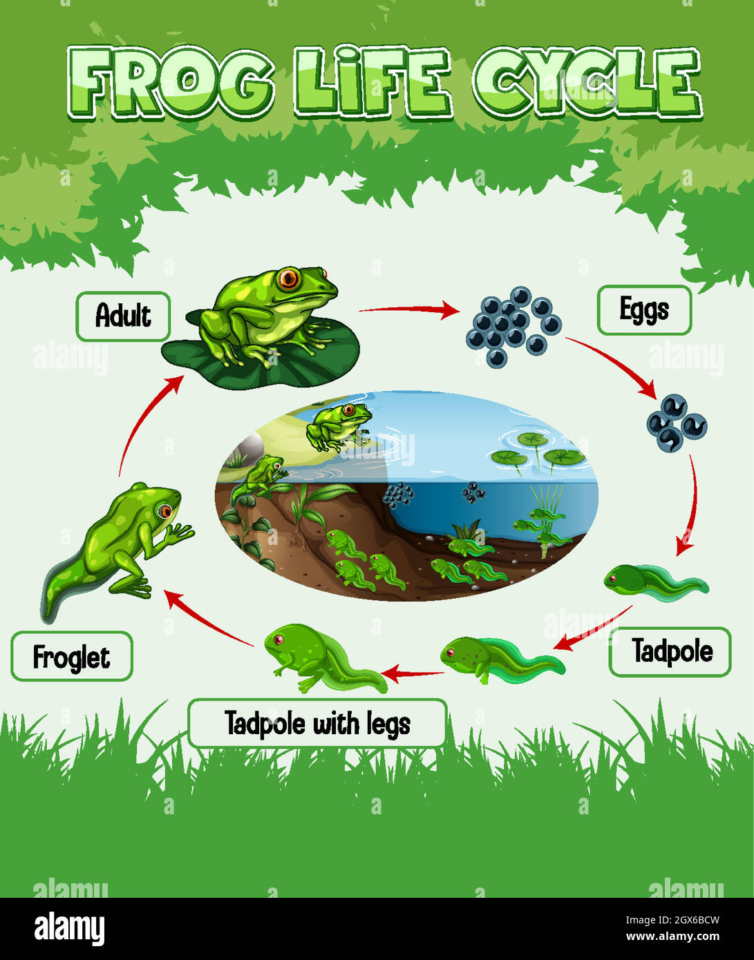 Diagram showing life cycle of Frog Stock Vector Image & Art - Alamy