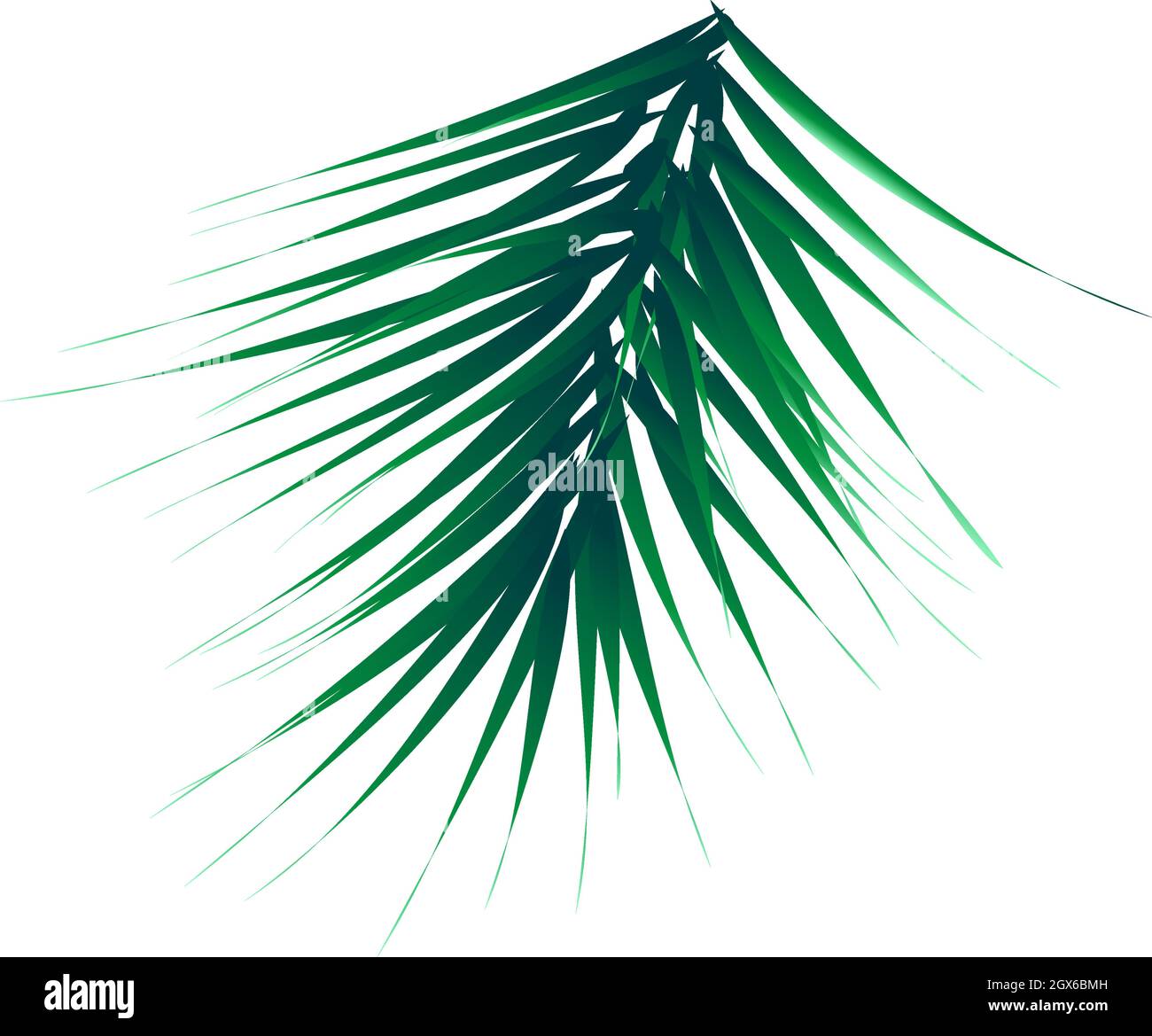 Green lush spruce branch. Fir branches vector illustration Stock Vector ...