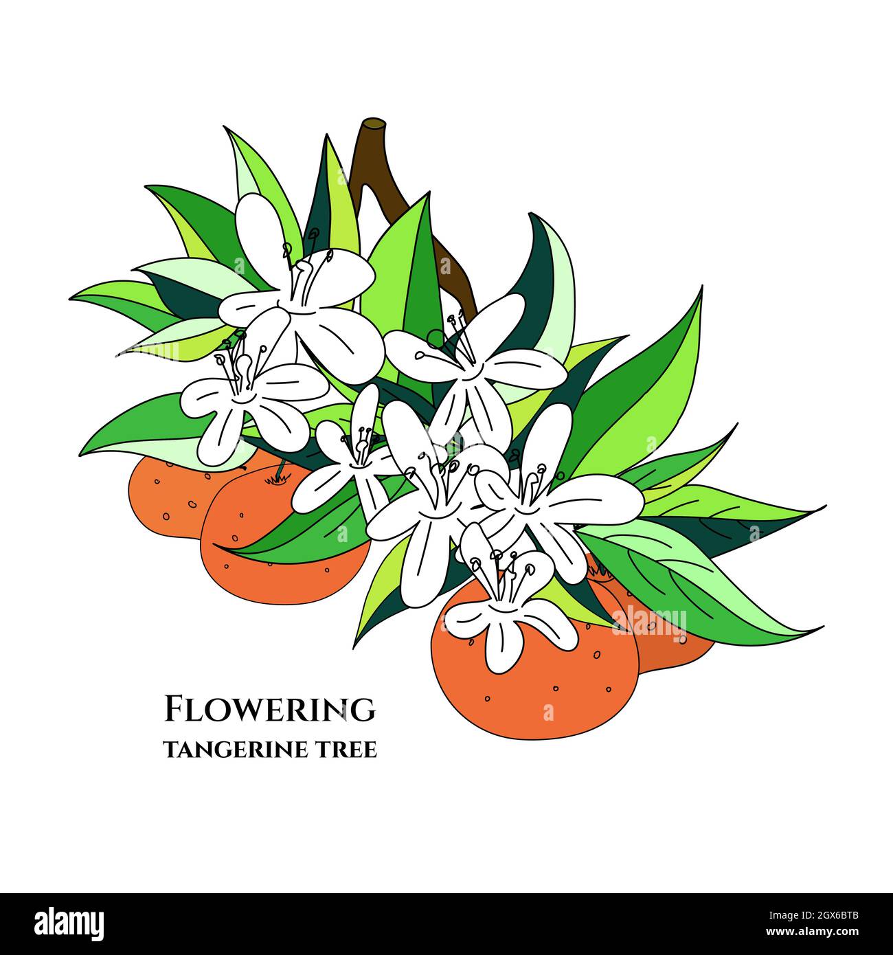 Tangerine on the tree Stock Vector Images - Alamy