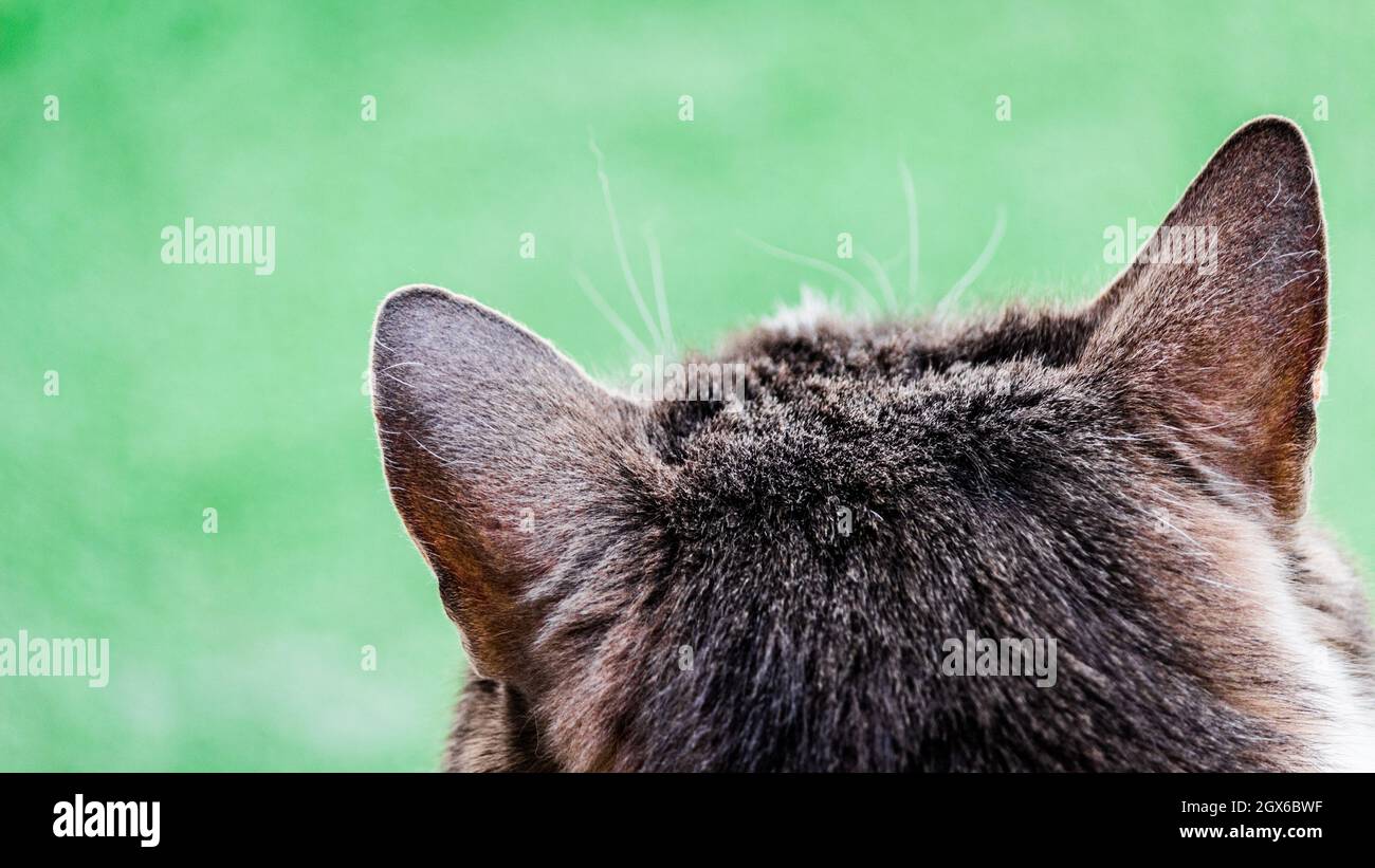 Close-up shot of a rotated head of a cute, fluffy cat Stock Photo - Alamy