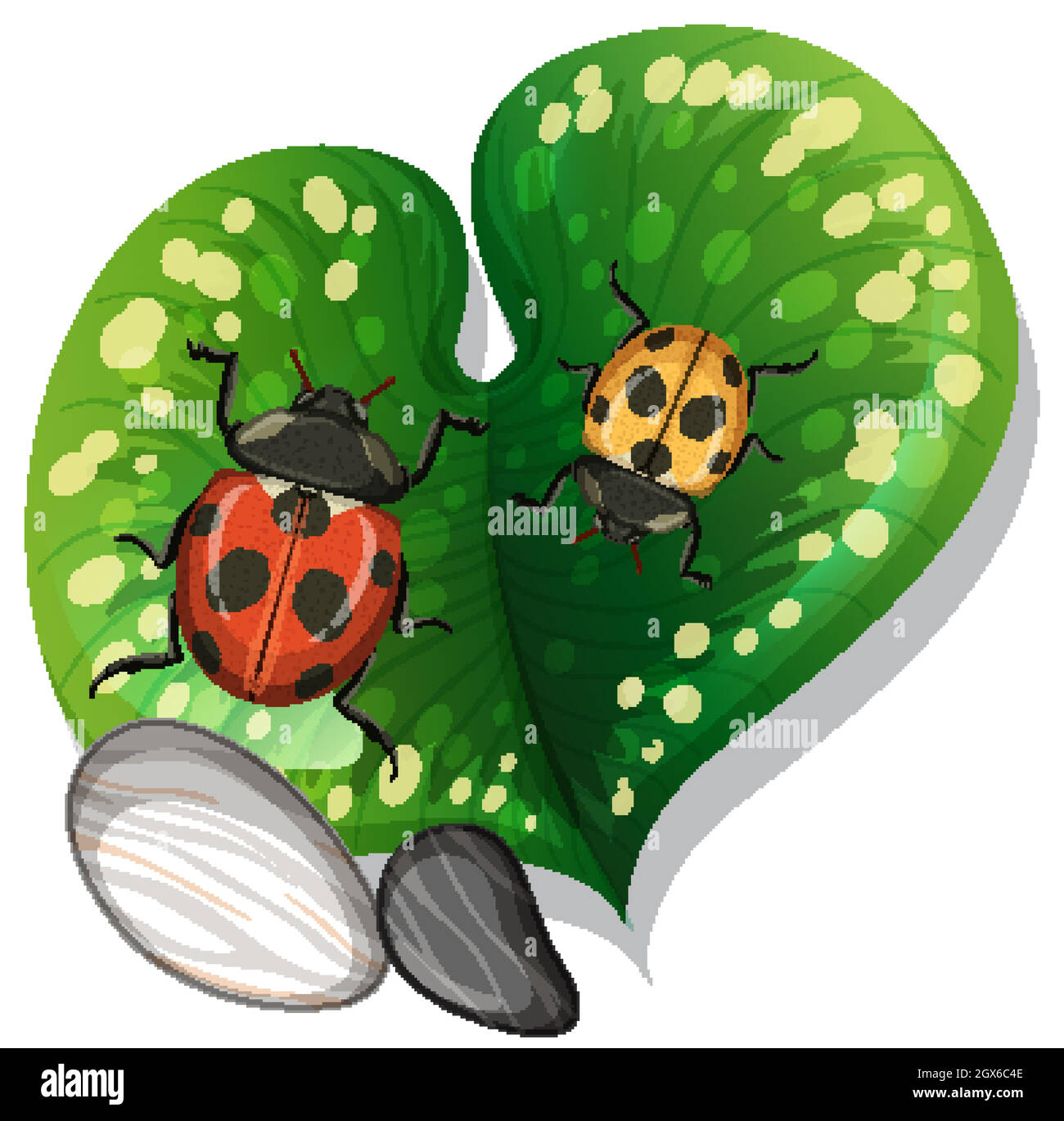 Ladybug close up on Stock Vector Images - Alamy