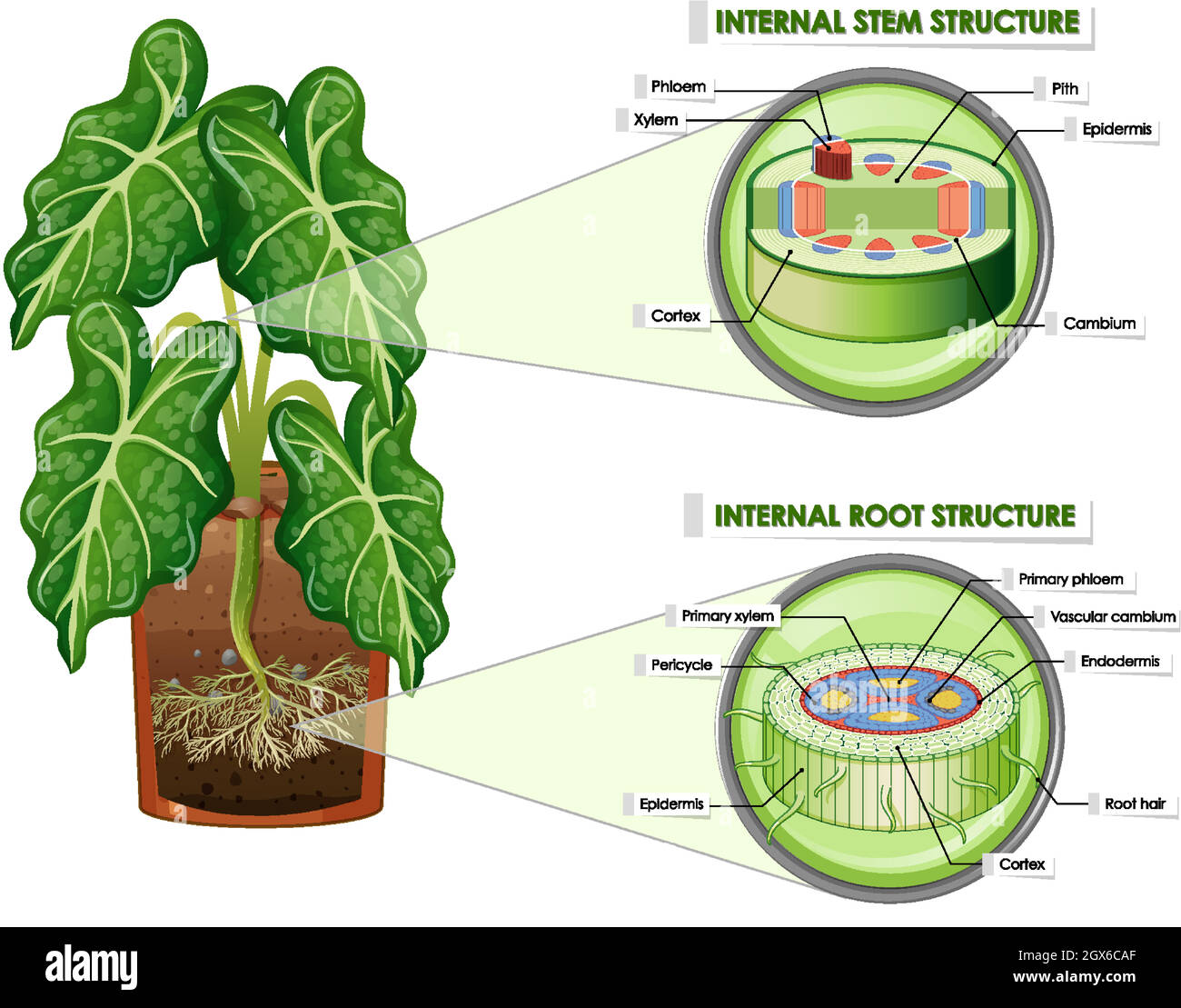 Diagram showing stem and root structure Stock Vector Image & Art - Alamy