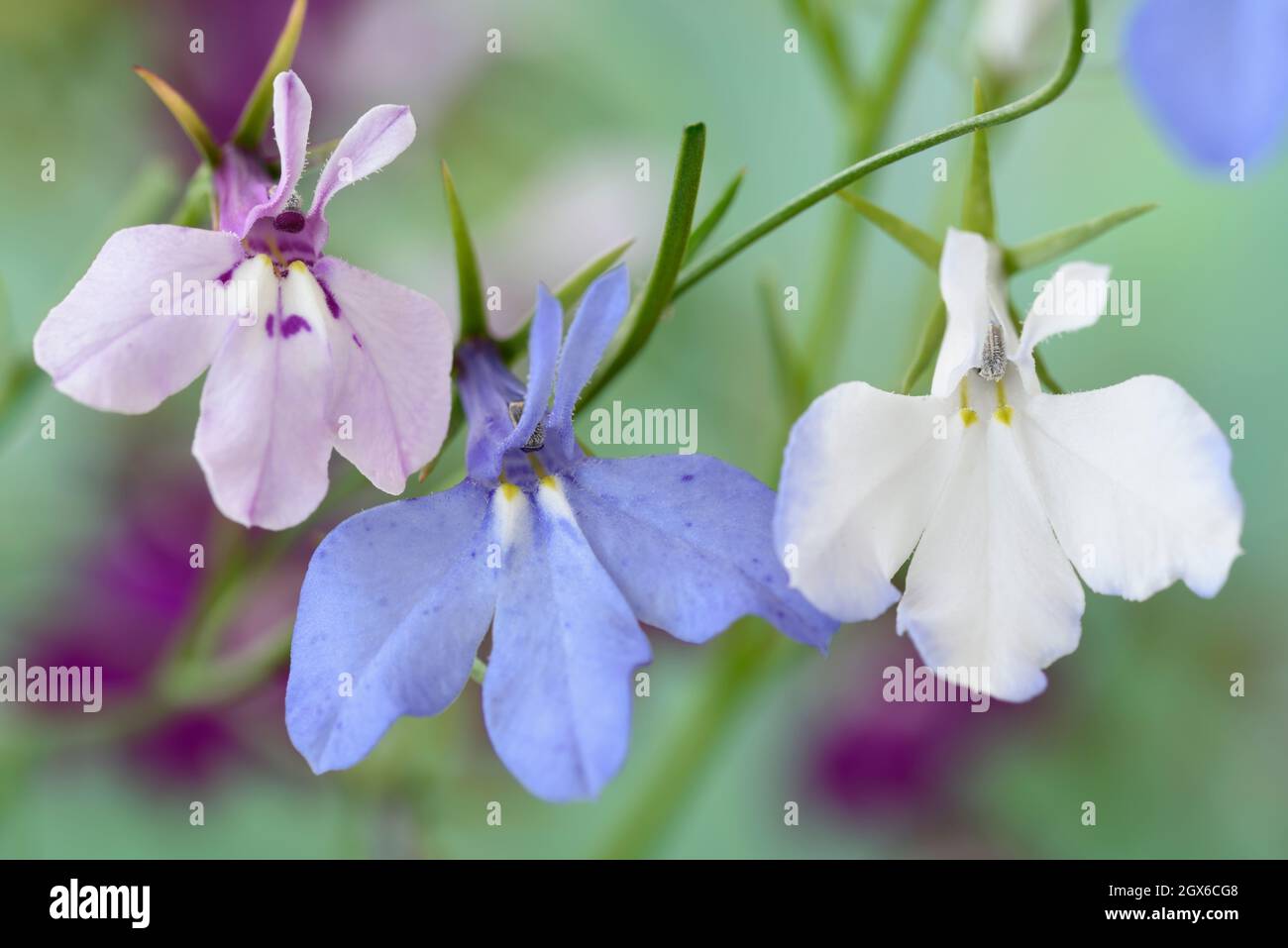 Lobelia erinus blue cascade hi-res stock photography and images - Alamy
