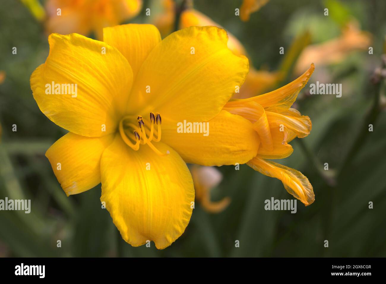 Yellow lily rising from its stalk during the summer to complete its ...
