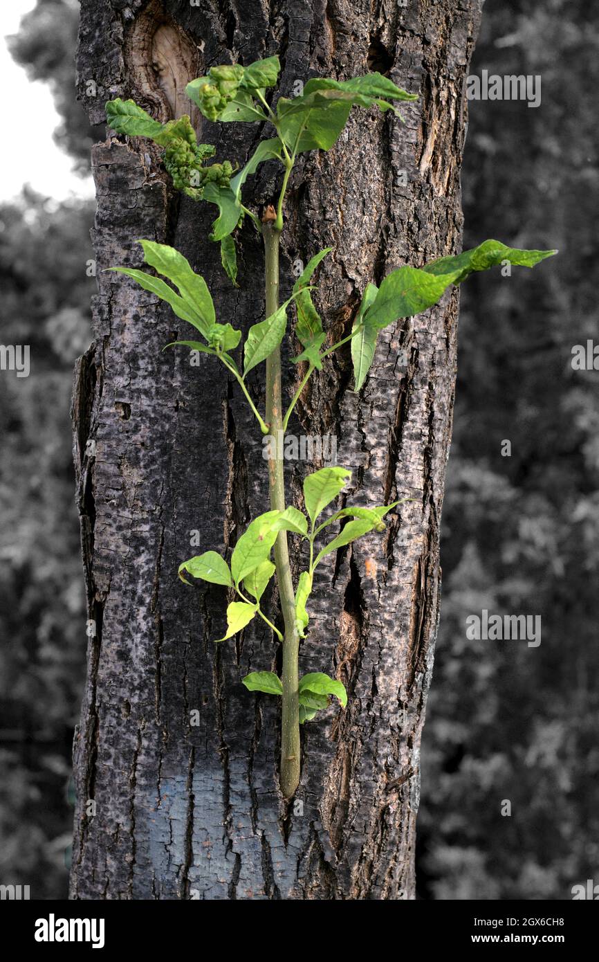A tiny branch shoots off from a mighty tree trunk Stock Photo - Alamy