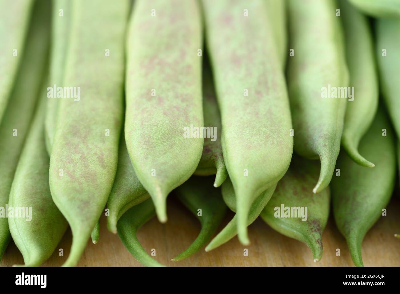 Phaseolus vulgaris 'Borlotto di Vigevano nano' Dwarf French bean Picked ...