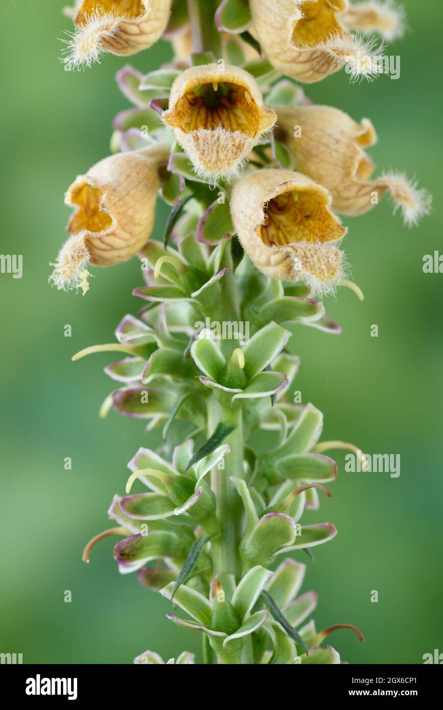 Digitalis ferruginea seed head hi-res stock photography and images - Alamy