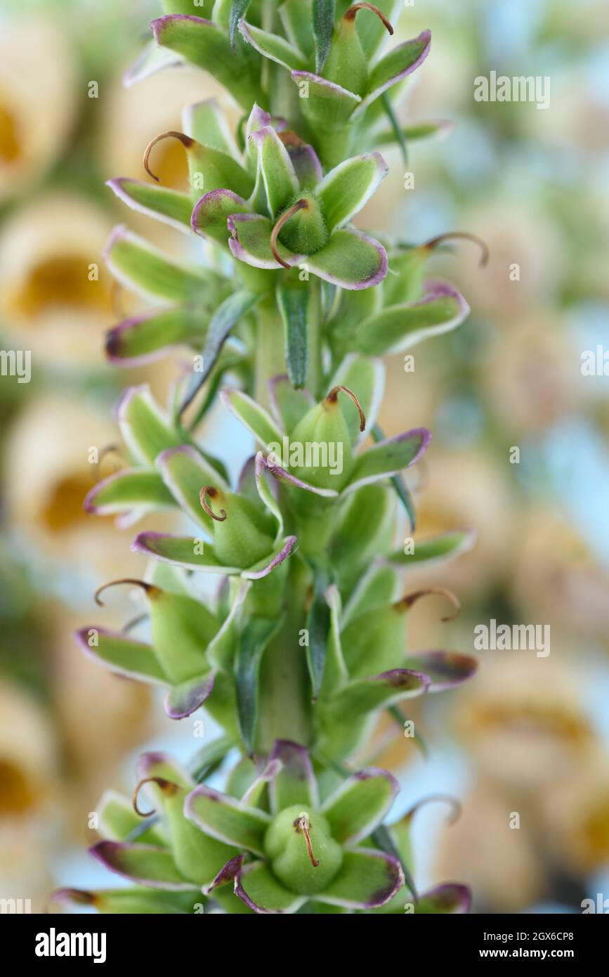 Digitalis ferruginea seed head hi-res stock photography and images - Alamy
