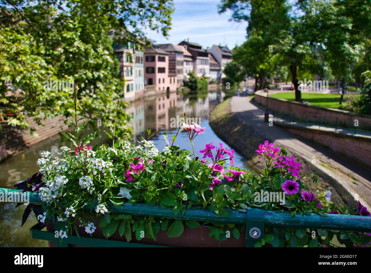 Selective of petunia plants in a pot on the bridge over the river in an ...
