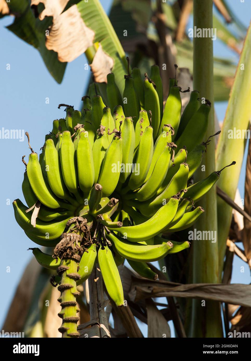 A bunch of unripe green bananas on a tree, sunny day, Goa, India Stock ...