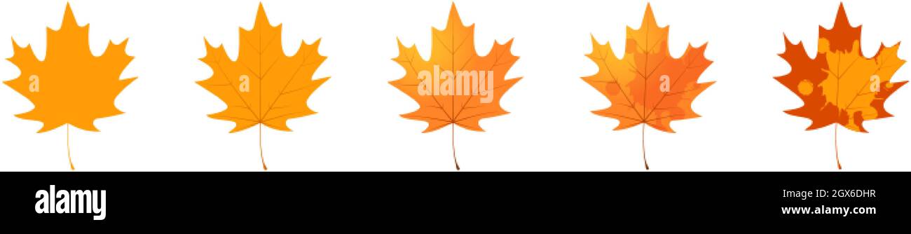 Withered maple leaf. Fallen autumn maple leaf icon Stock Vector Image ...