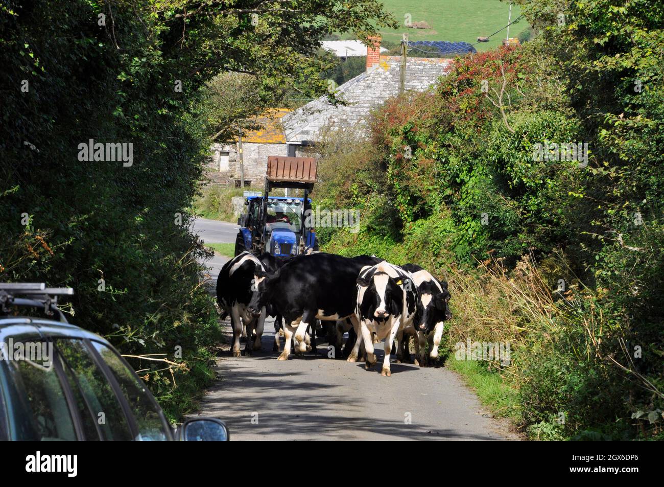 Tractor cows hi-res stock photography and images - Alamy