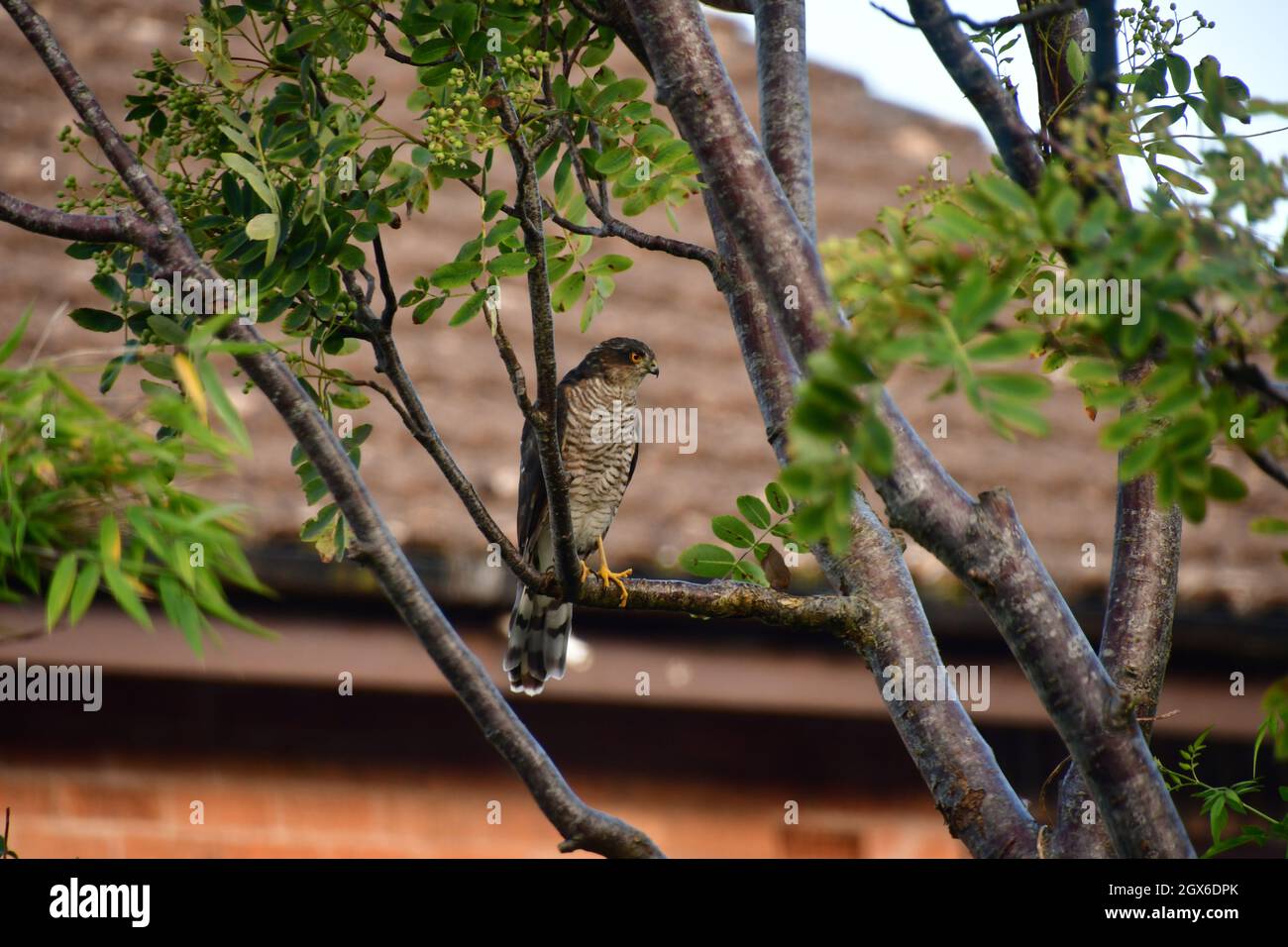 Sparrow Hawk,"Accipiter Nisus" perched in a tree in the garden of a ...