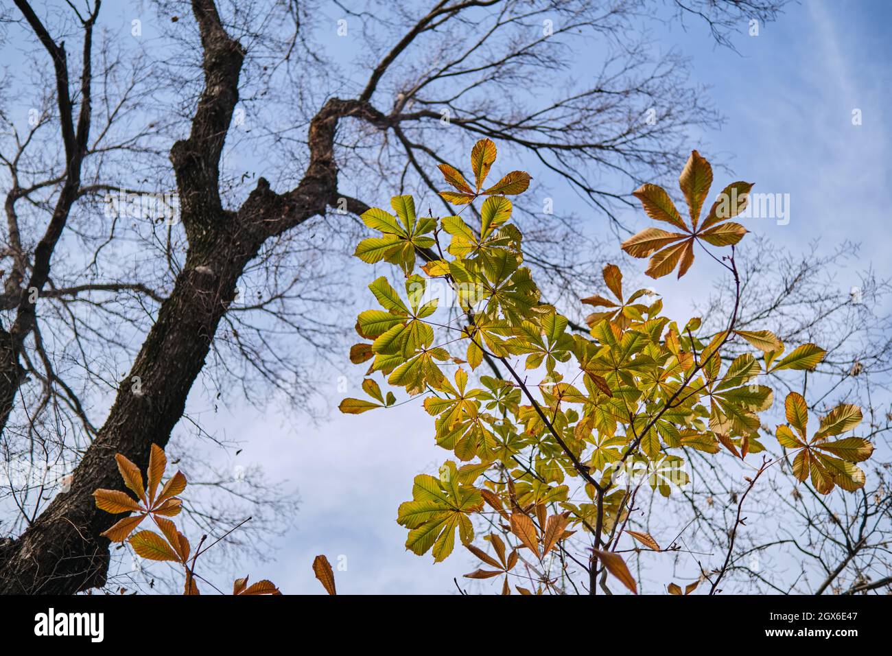 Low Angle View Of Green Leaves and half image Empty Branches On Tree ...