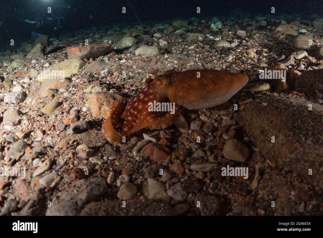 Octopus king of camouflage in the Red Sea, Eilat Israel Stock Photo - Alamy