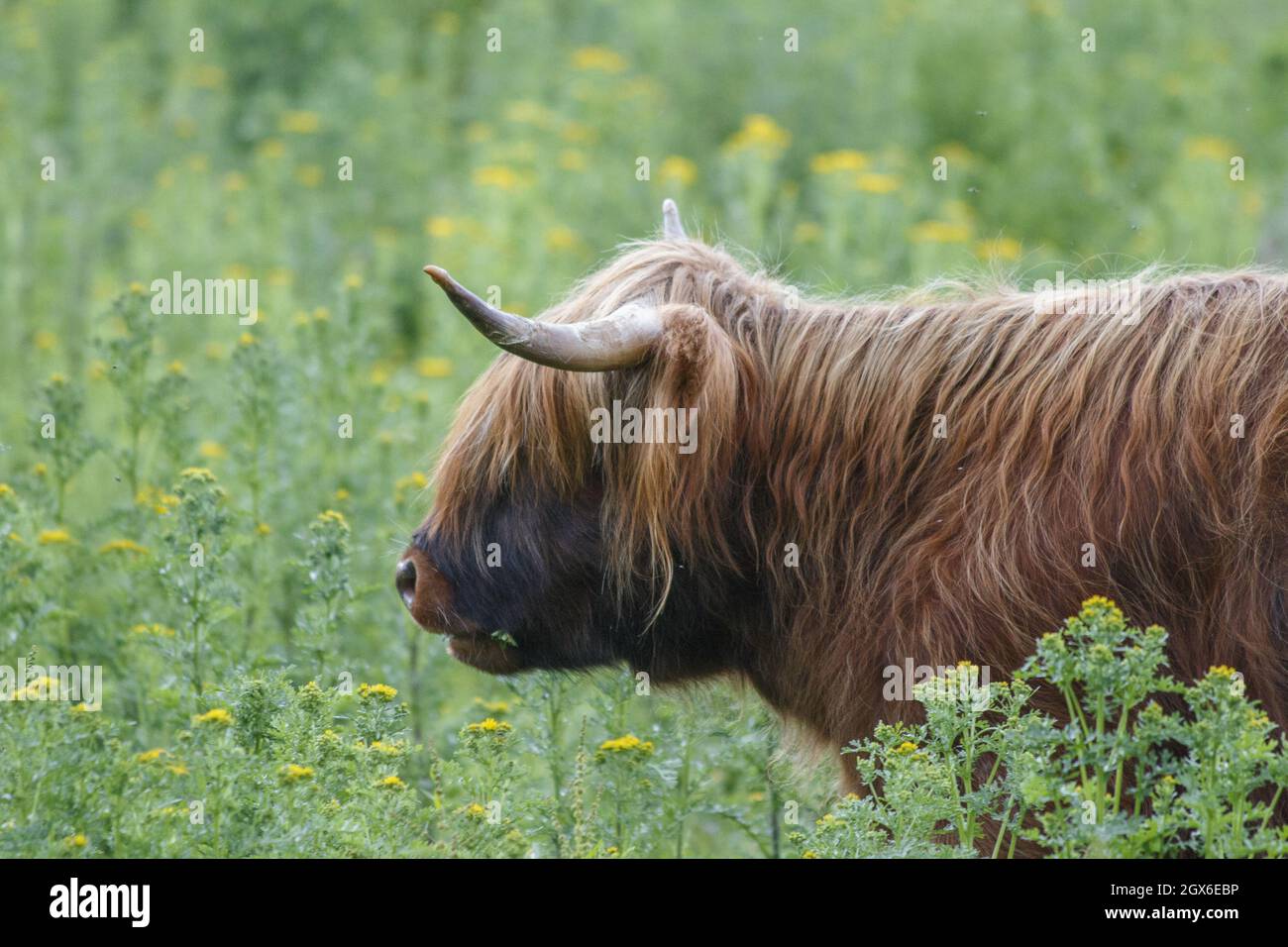 Side view of the cute red horned Highland cow grazing on a green ...