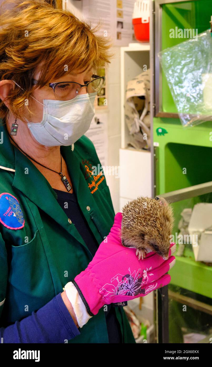 Hedgehog rescue is a hedghog hospital in Yate South Glos UK. Run by ...