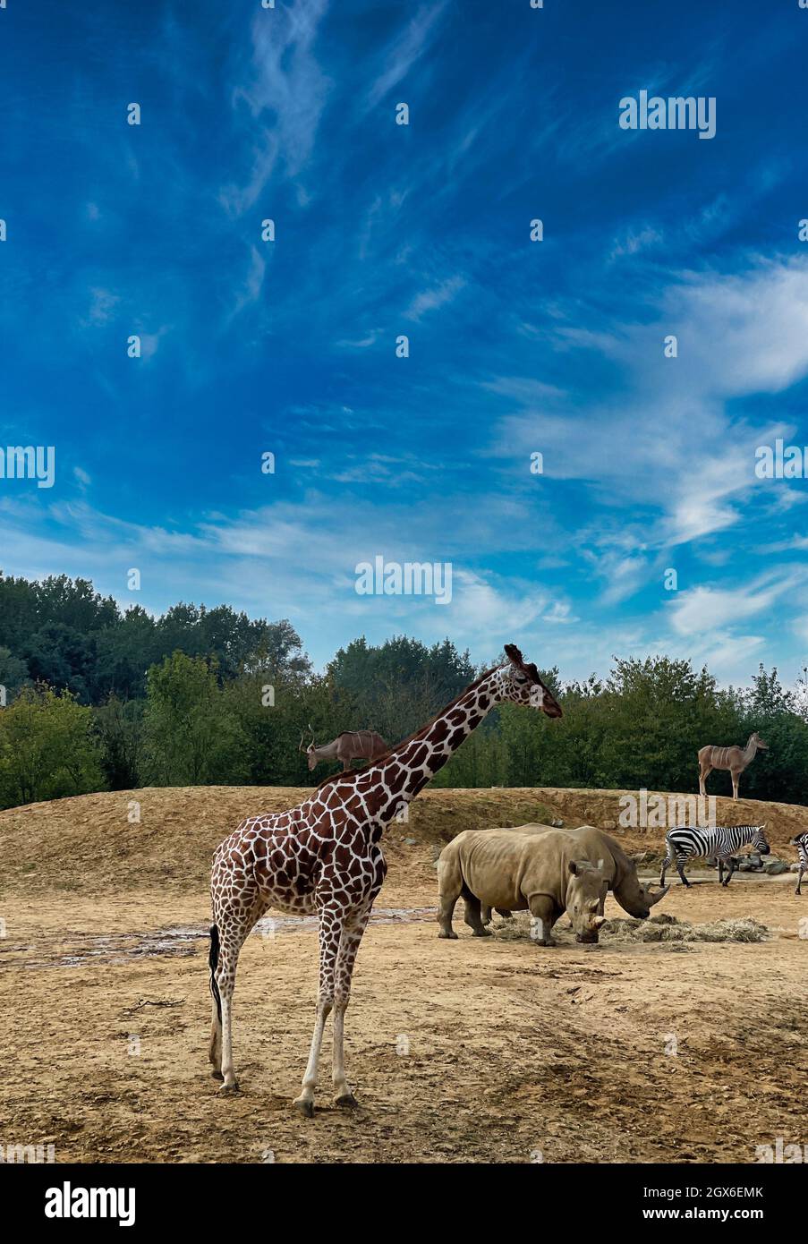 Wild animals zoo hi-res stock photography and images - Alamy