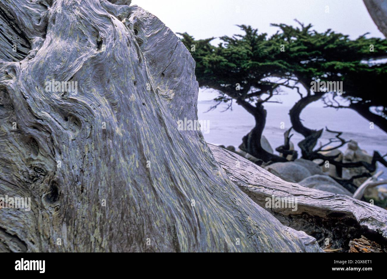 Twisted branch hi-res stock photography and images - Alamy