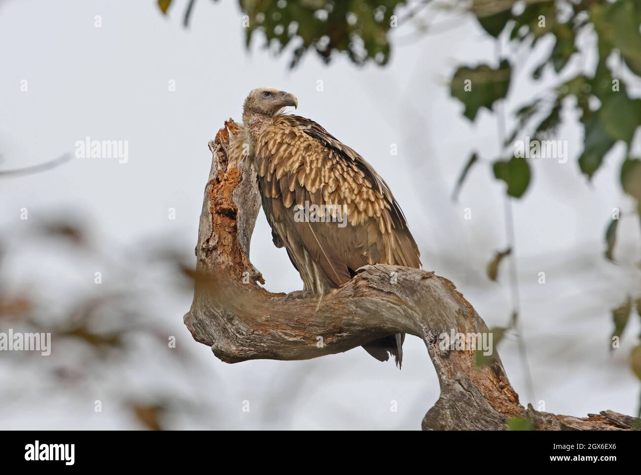 Gyps himalayensis india hi-res stock photography and images - Alamy
