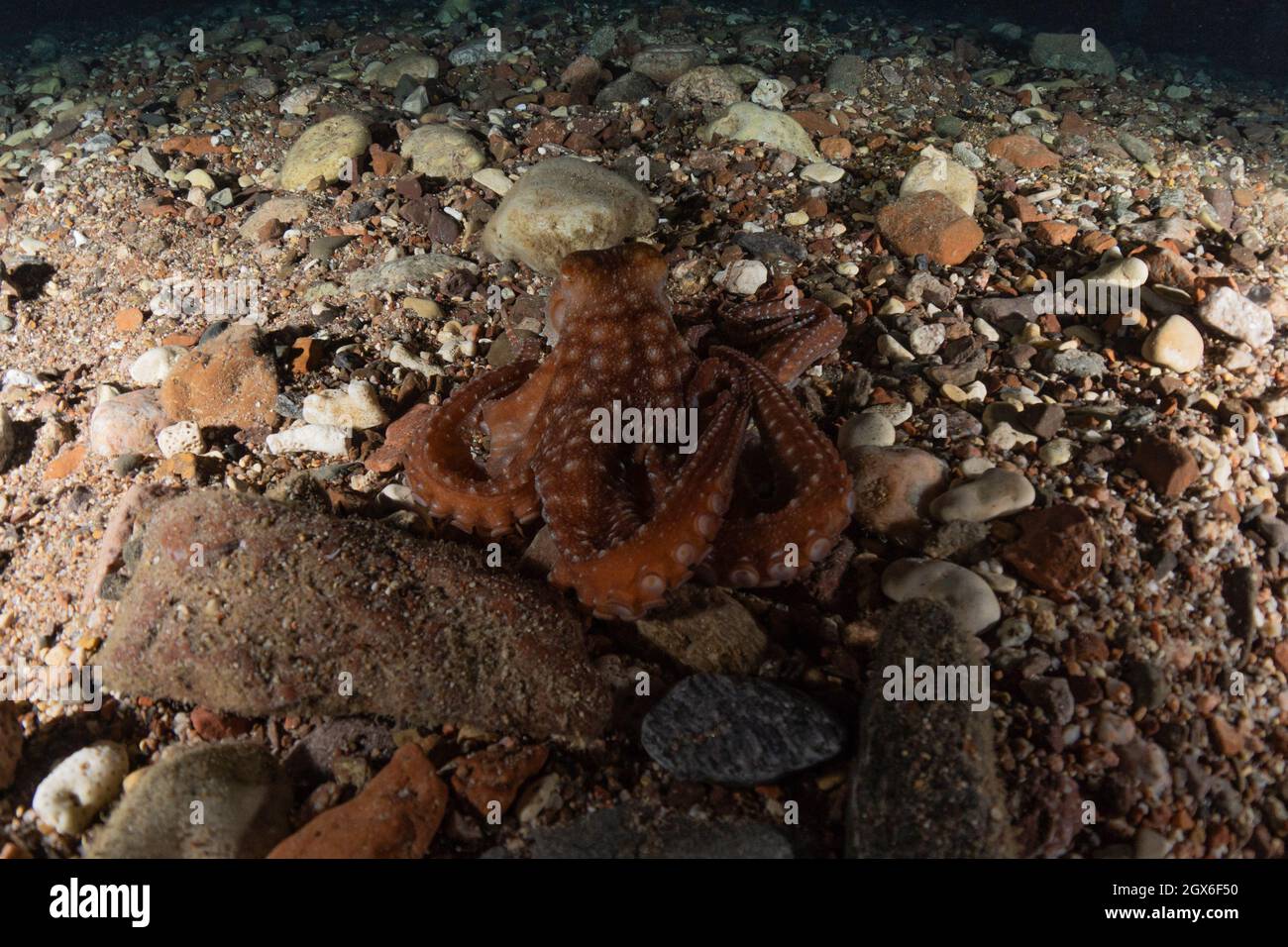 Octopus king of camouflage in the Red Sea, Eilat Israel Stock Photo - Alamy