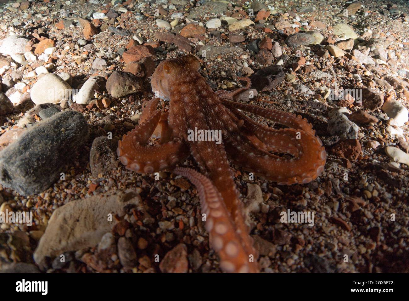 Octopus king of camouflage in the Red Sea, Eilat Israel Stock Photo - Alamy