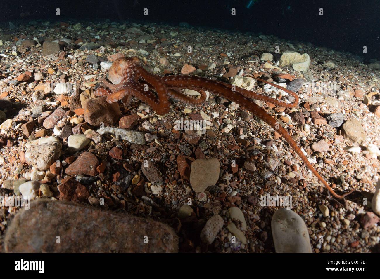 Octopus king of camouflage in the Red Sea, Eilat Israel Stock Photo - Alamy
