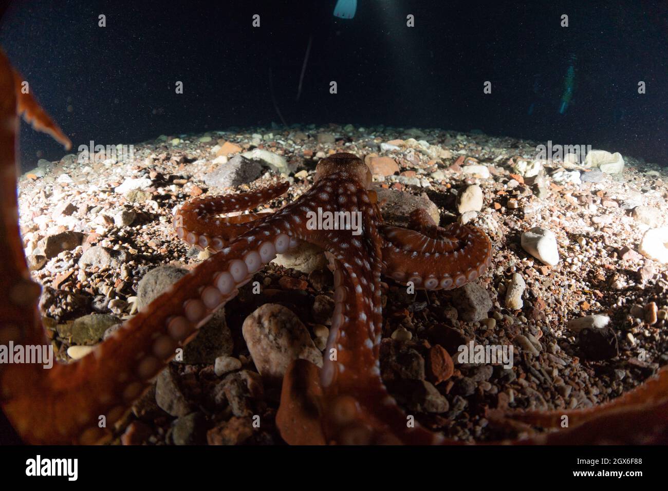 Octopus king of camouflage in the Red Sea, Eilat Israel Stock Photo - Alamy