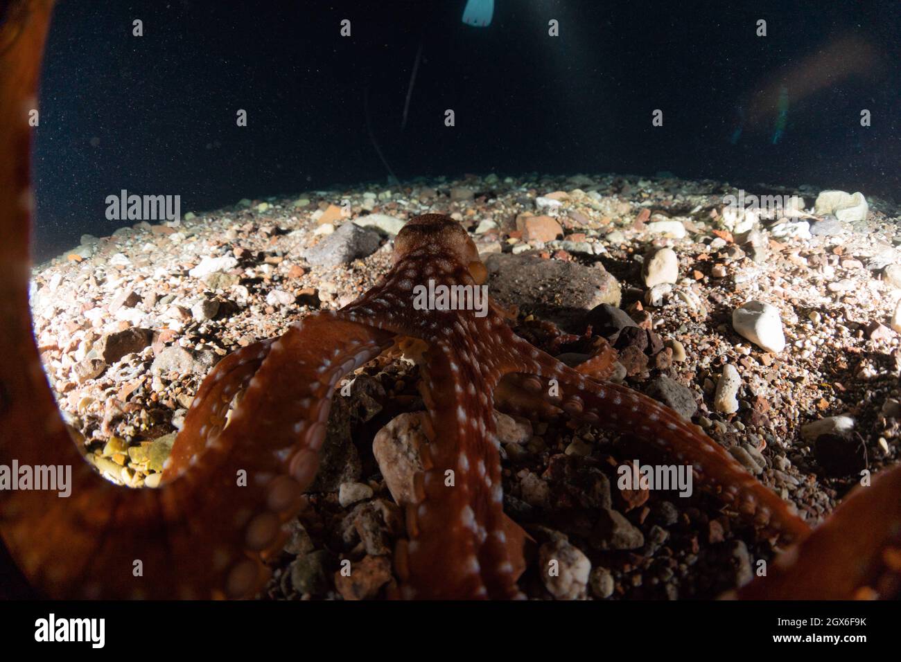 Octopus king of camouflage in the Red Sea, Eilat Israel Stock Photo - Alamy