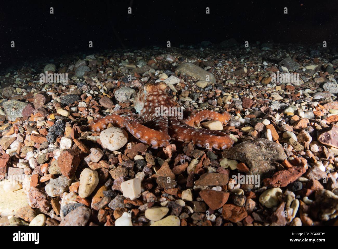 Octopus king of camouflage in the Red Sea, Eilat Israel Stock Photo - Alamy
